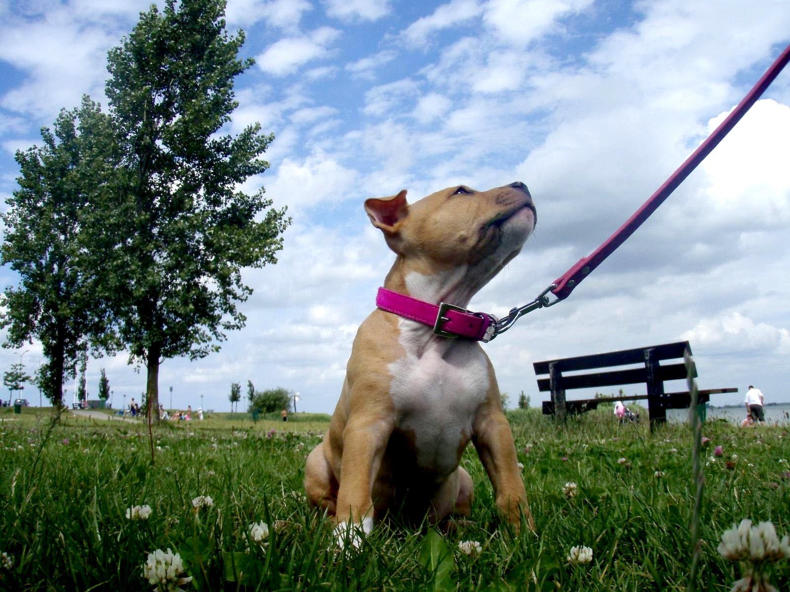 9 Amazing American Staffordshire Terrier Wallpapers