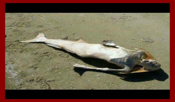 Welcome to Teny's Blog: Photo: "Mermaid found dead in Lagos by the ...