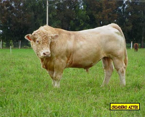 LA GANADERIA: La Ganaderia y Algo Sobre Ella