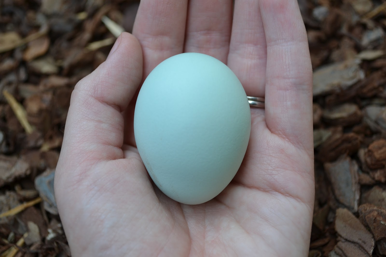 Our Neck of the Woods: Green Eggs