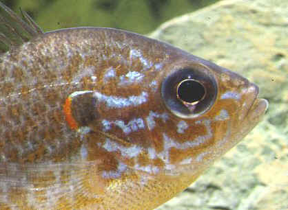 El Gallipato Alcublano: El perca sol (Lepomis gibbosus) (Linnaeus 1758)