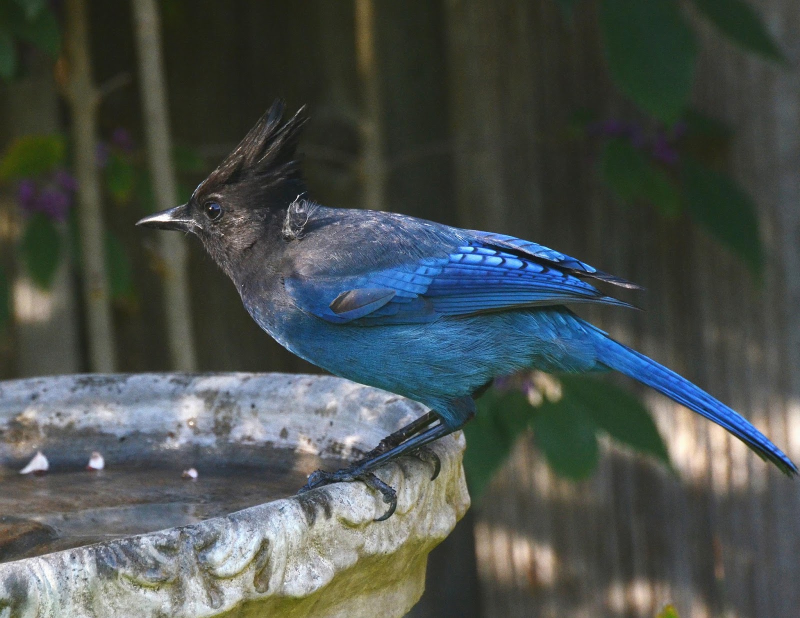 Oregon Backyard Birds, etc.: Neon Blue