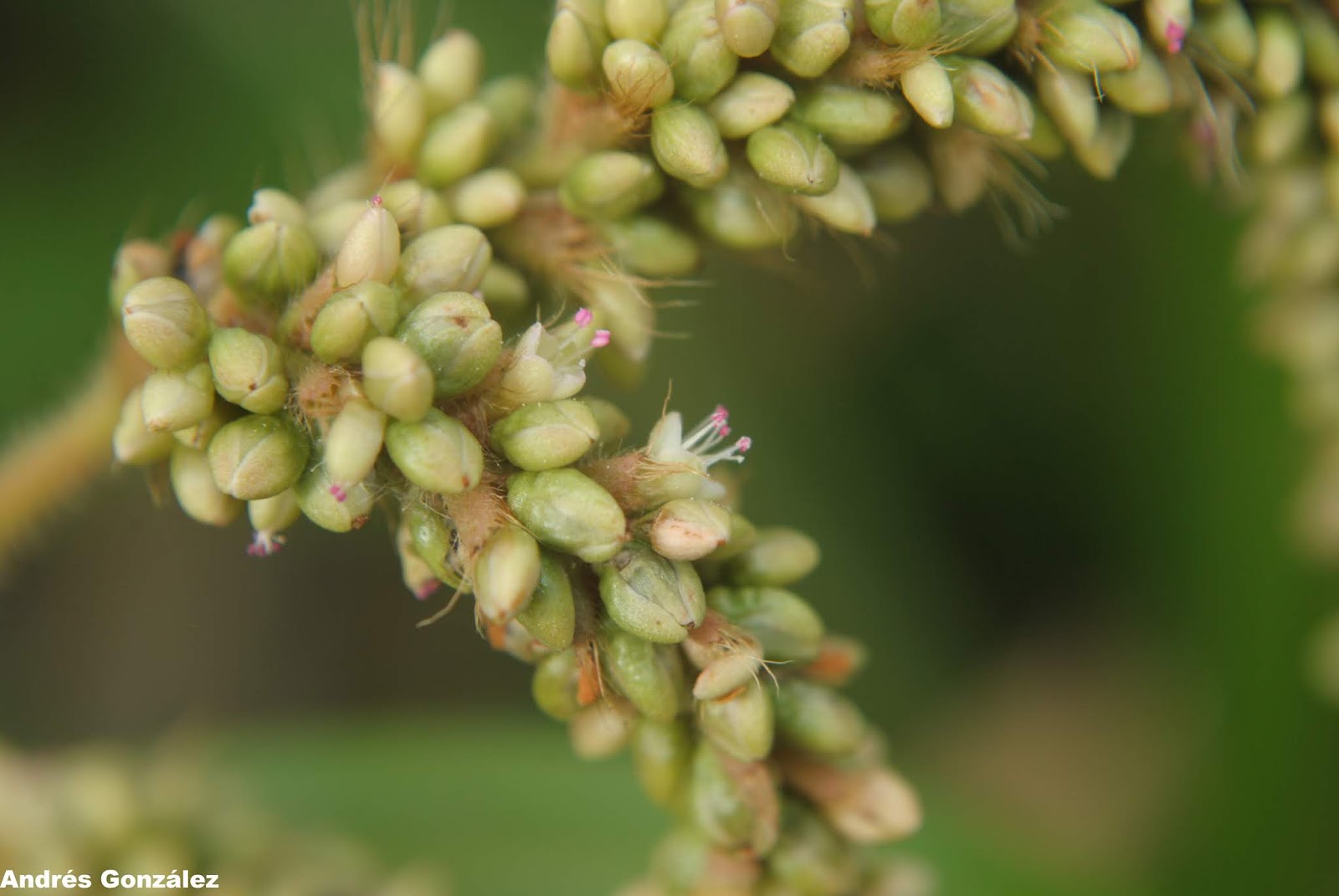 FOTOS DE FLORA NATIVA Y ADVENTICIAS DE URUGUAY : Polygonum acuminatum ...