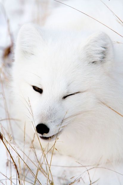 White Wolf : White on white: Amazing Arctic Foxes in Canada ...