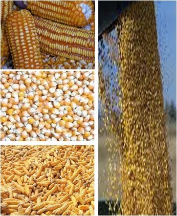 Maize / Corn Shipping Services, Grain Carrying Bulk Carrier, Freighters