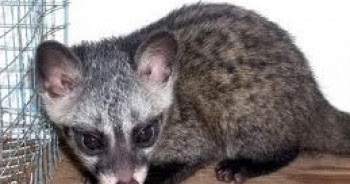 Inilah 8 Jenis Musang di Indonesia - SitusHewan.com