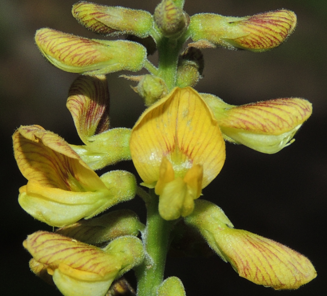 Fabaceae - Leguminosae no Brasil: Fabaceae - Rhynchosia phaseoloides ...