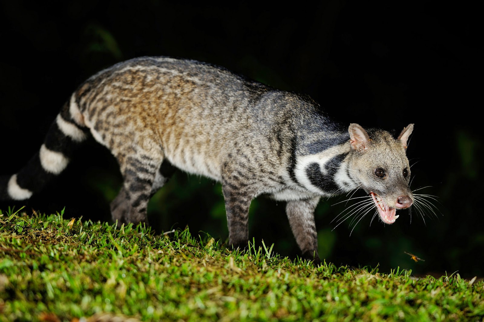 Mitoslavia: Łaszowate