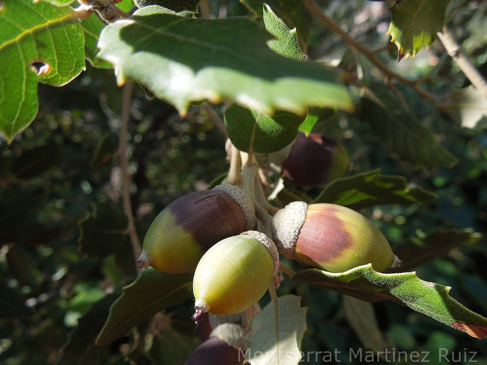 Cuatro frutos de otoño - BOTÀNIC SERRAT