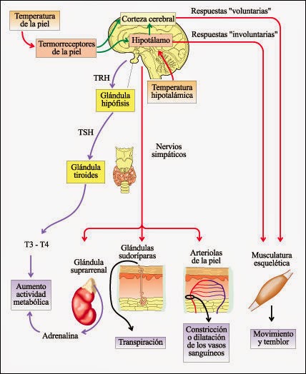 La secundaria de Micaela: La importancia de la termorregulacion en ...