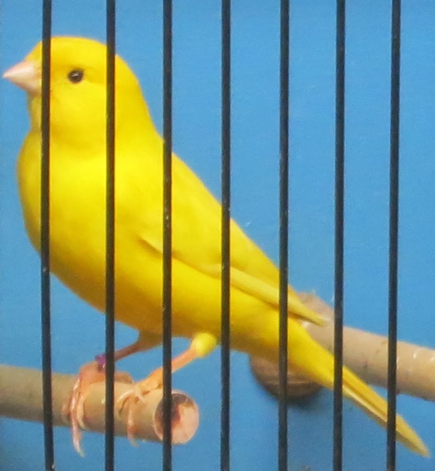 Canary Tales: More Lipochrome Winners Brampton Show