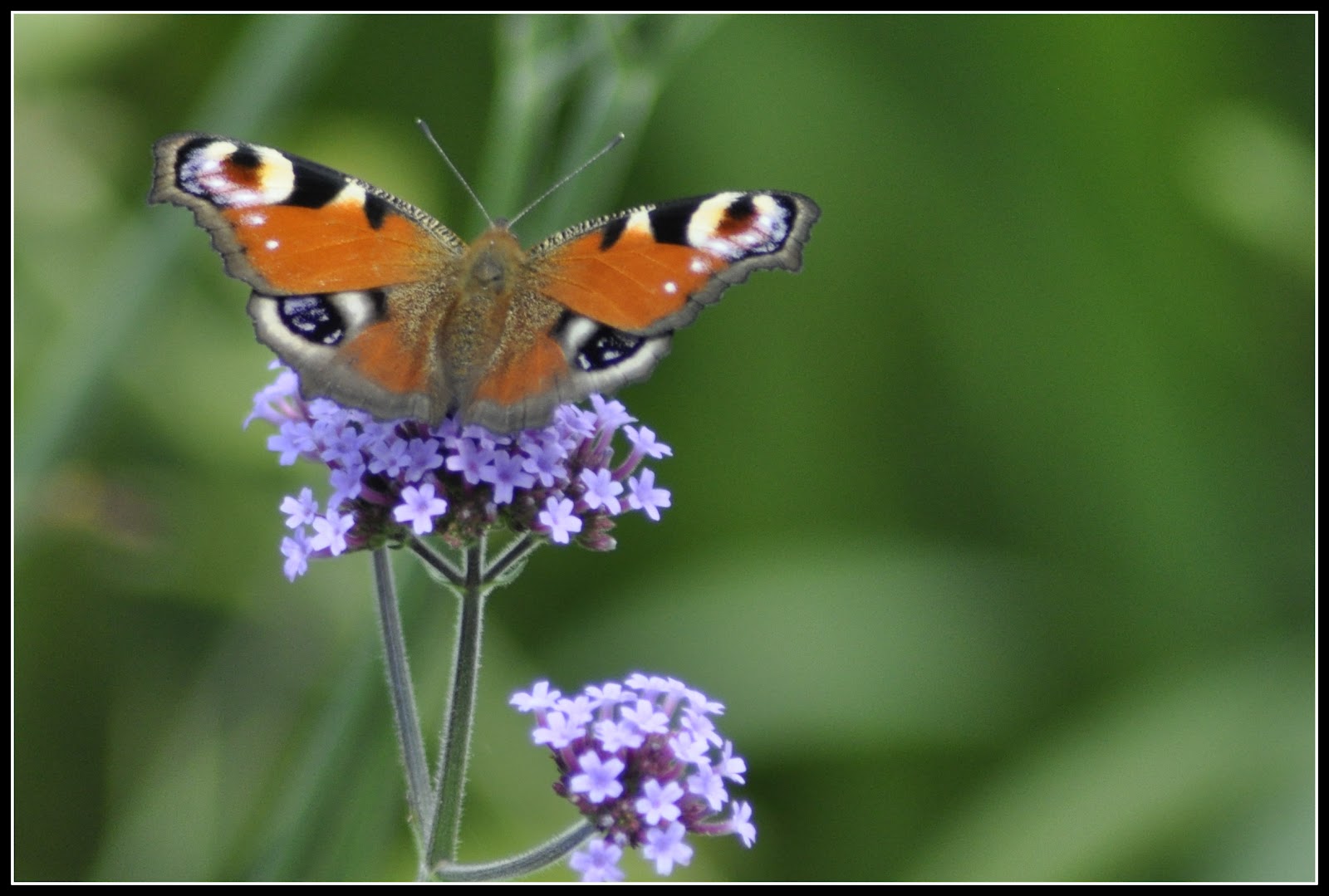 Tales from Toriello: Insects in the garden