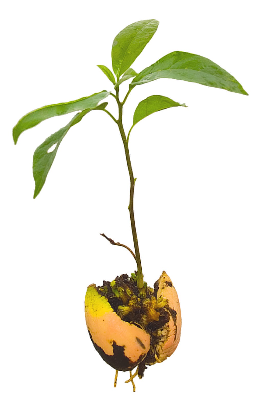 Amaranthine{Amenity}: Growing my Avocado Plant