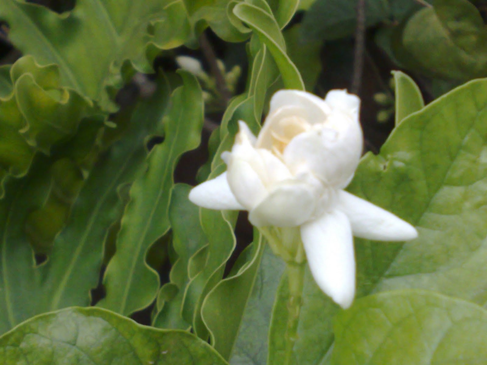Menambin + Minang: KAMPUNG KU DUSUN TUA