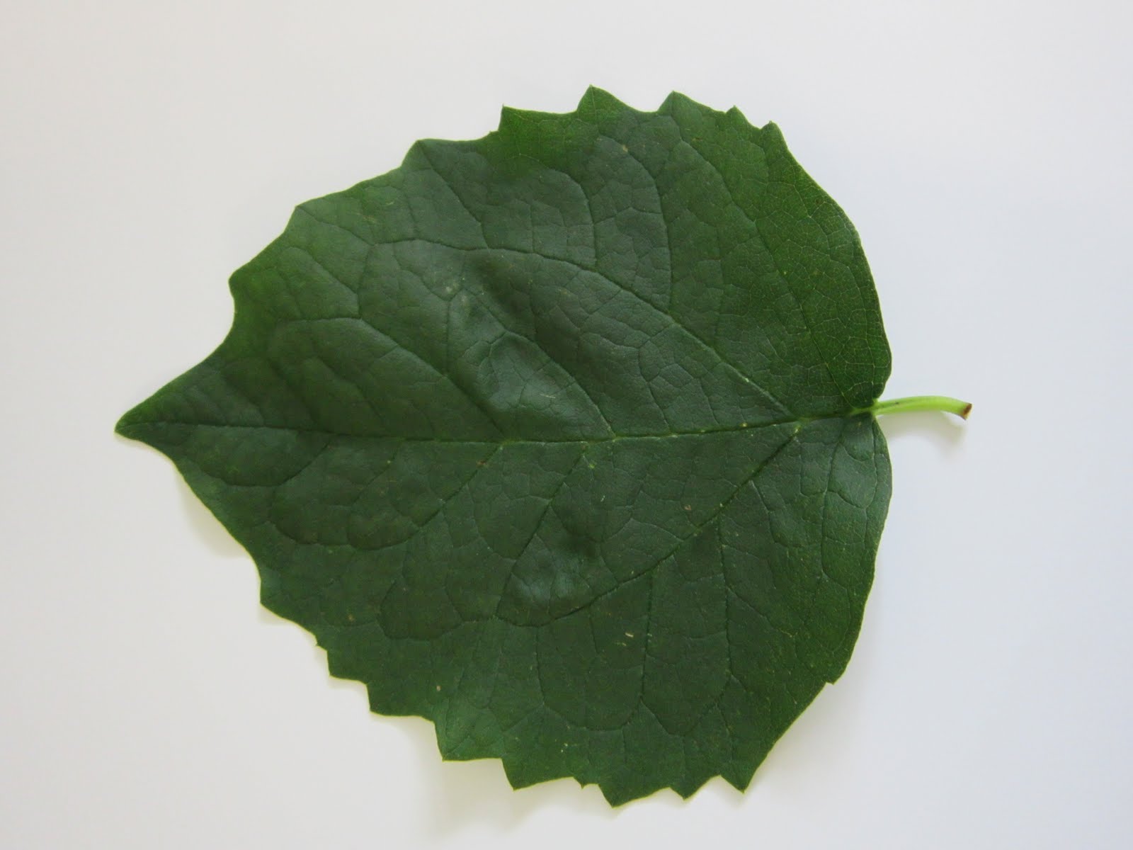 The SALCA diaries: Leaf Drying and Range Calibration