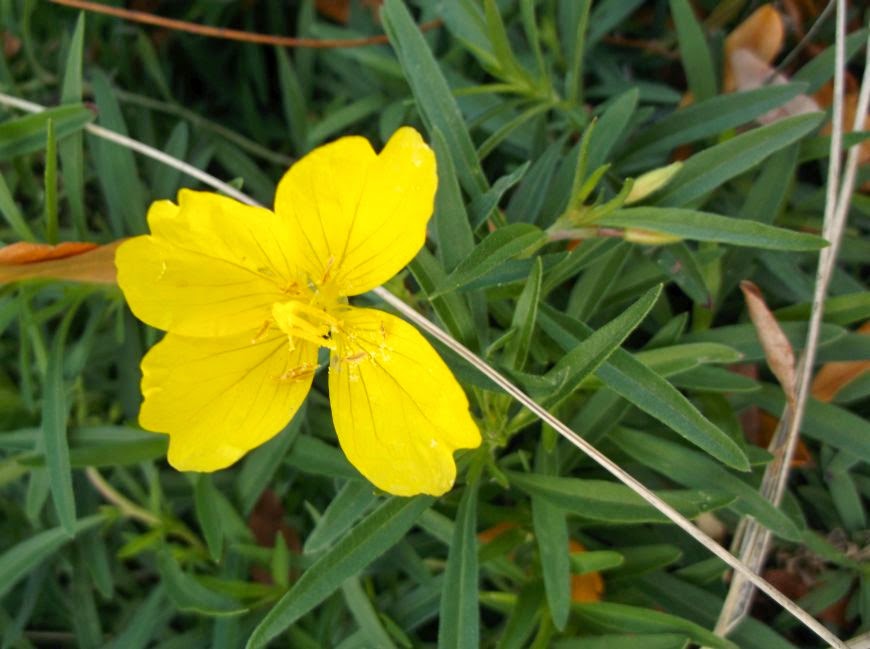 Future Plants by Randy Stewart: Sundrops and Evening Primrose