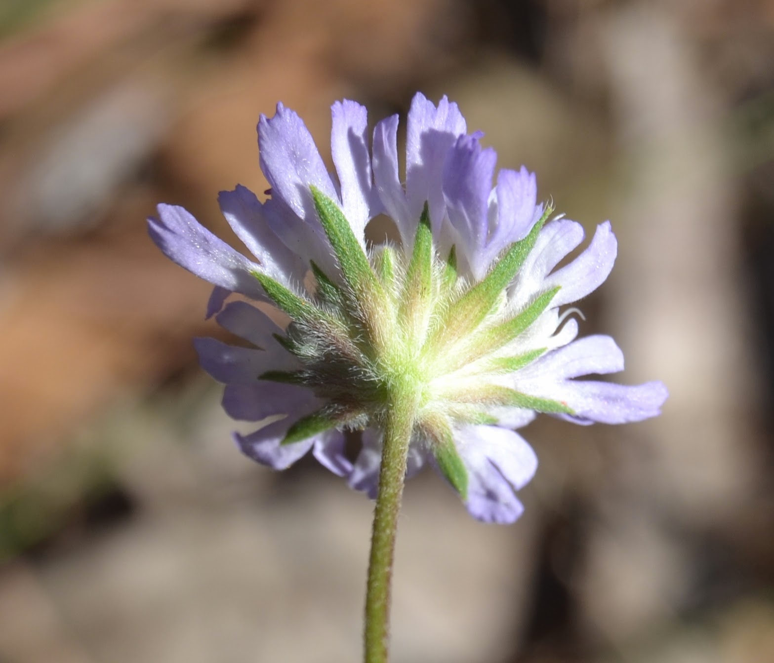 Flora da Serra da Arrábida: Pycnocomon intermedium
