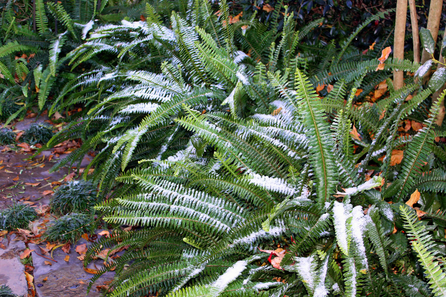 Southern Lagniappe: Ferns -- A Cool Landscaping Plant