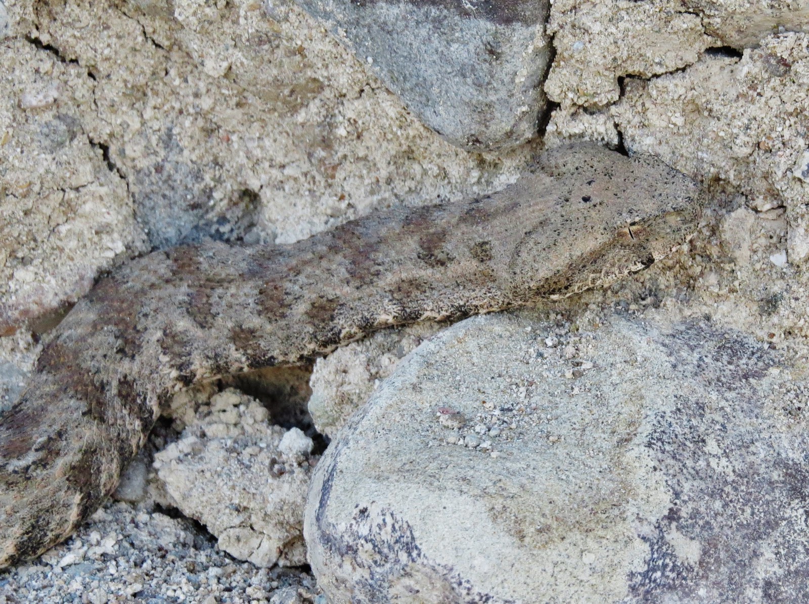 Ερπετά και αμφίβια της Κύπρου - Reptiles and amphibians of Cyprus by ...