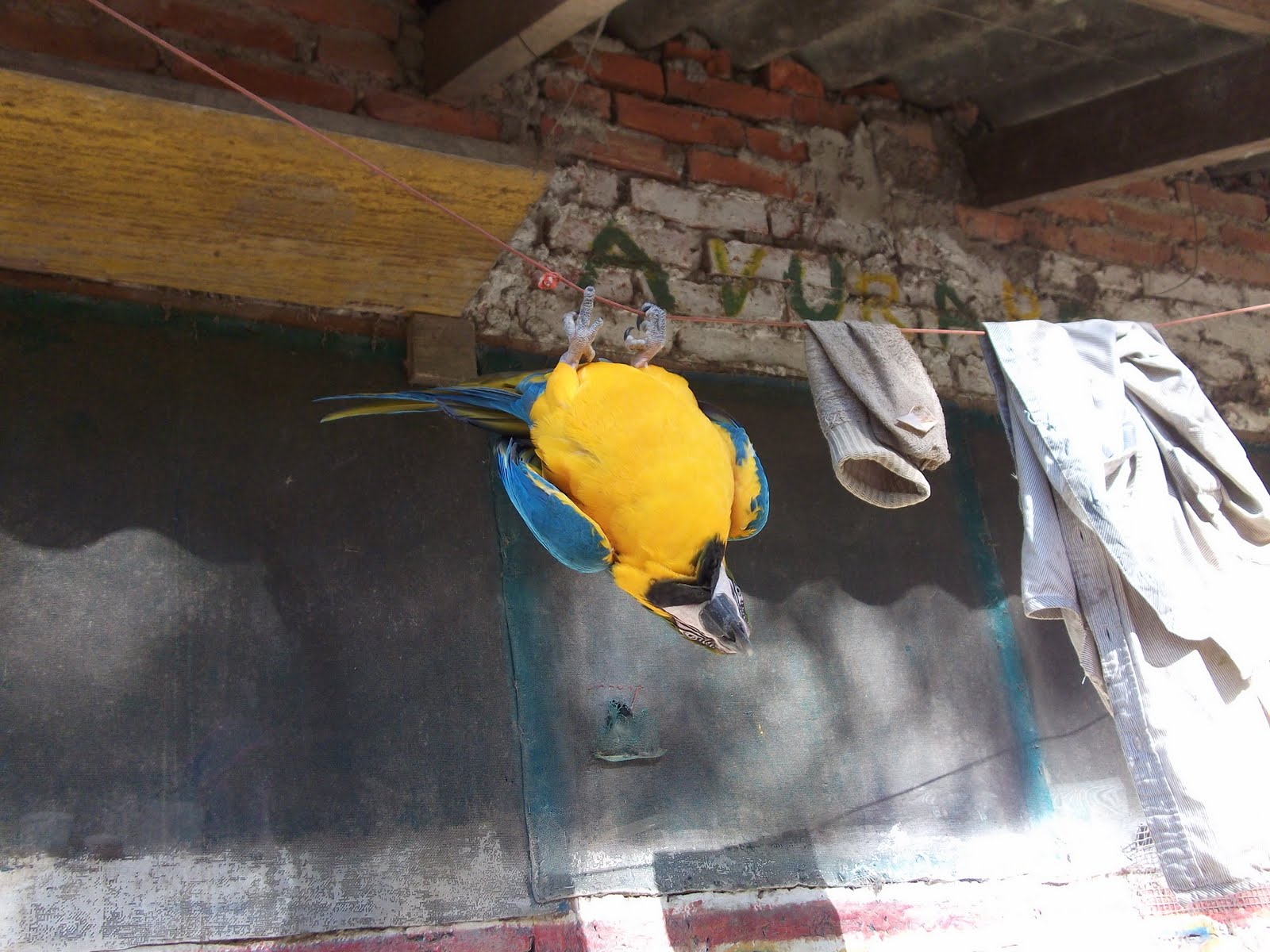 Bolivia Adventures: Ambue Ari Animals - Part One