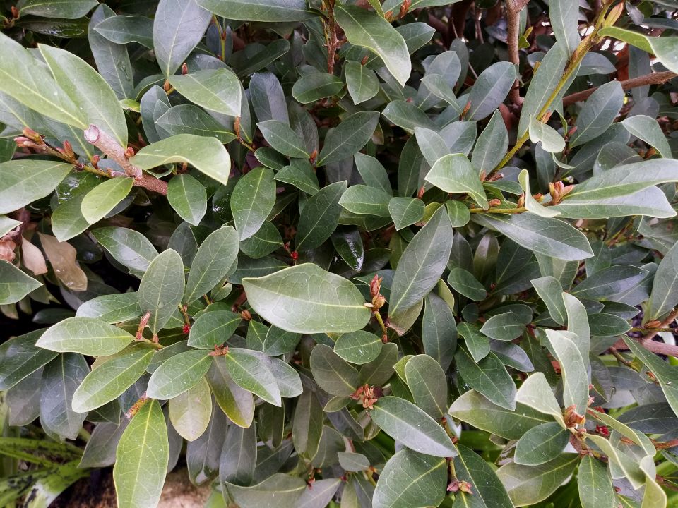 Future Plants by Randy Stewart: Isu Tree