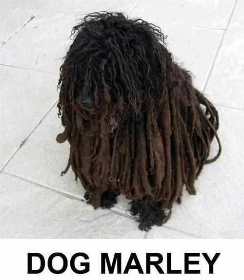 SONAR: Il cane rasta