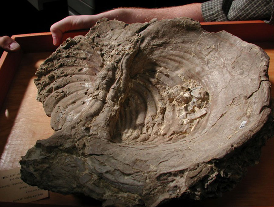 PALEO & GEO TOPICS: Comments by R. L. Squires: Inoceramids