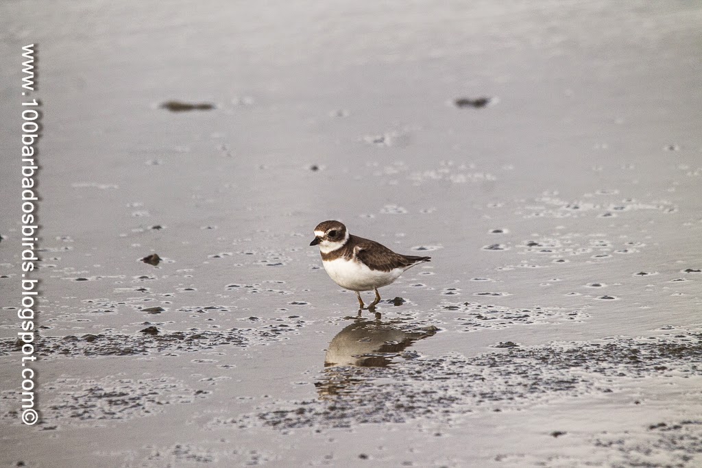 Birds of Barbados: March Birds: Semipalmated Plover (Charadrius ...