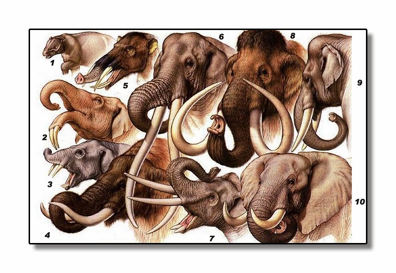 ELEFANTES PREHISTÓRICOS (1ª Parte) | SaBer y Ocio