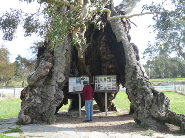 Whereiswitchwae?: Herbig Family Tree @ Springton