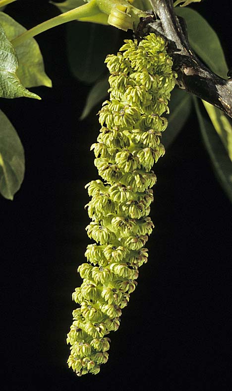 A Digital Botanic Garden: Walnut, Juglans regia, Juglandaceae