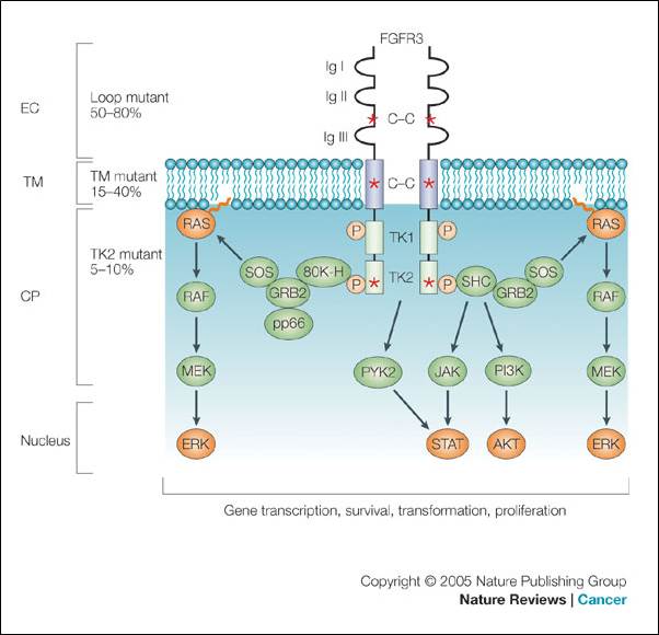 Treating Achondroplasia: Stopping FGFR3 production to treat ...