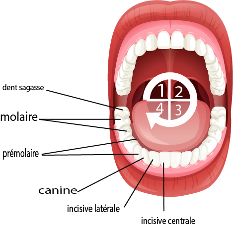 Anatomie /Morphologie Dentaire - dentica club