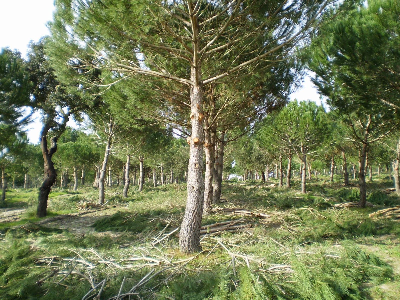 De raiz - design e arte: De onde vêm as nossas peças de Pinheiro Manso