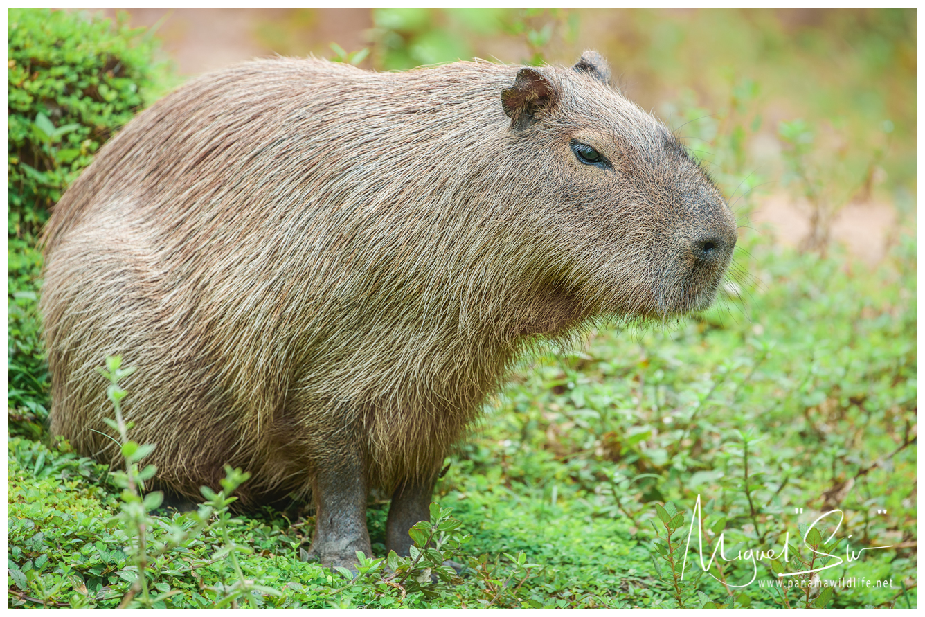 Featured species: Lesser Capybara (Hydrochoerus isthmius)