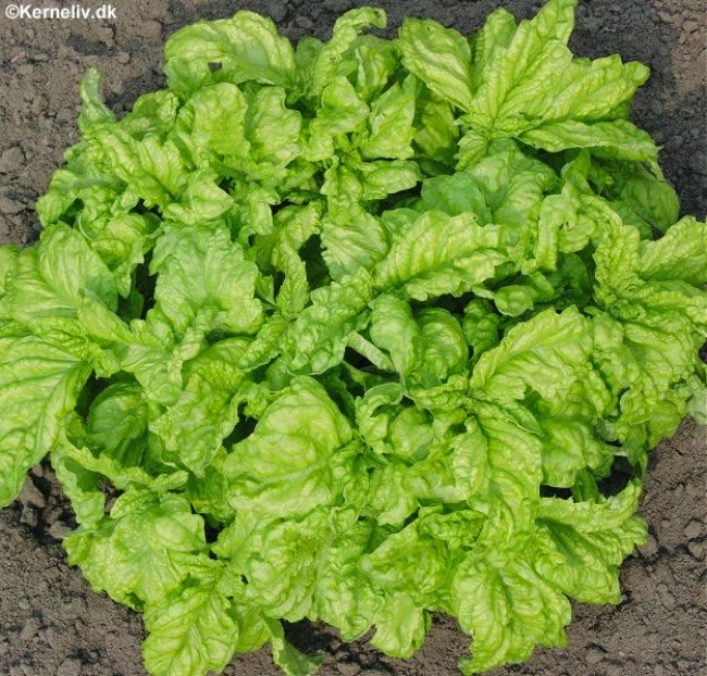 Seminte si plante de gradina hobby: Busuioc Lettuce leaf