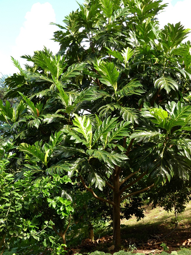 Cottage Life on Pilgrim's Farm: Breadnut...