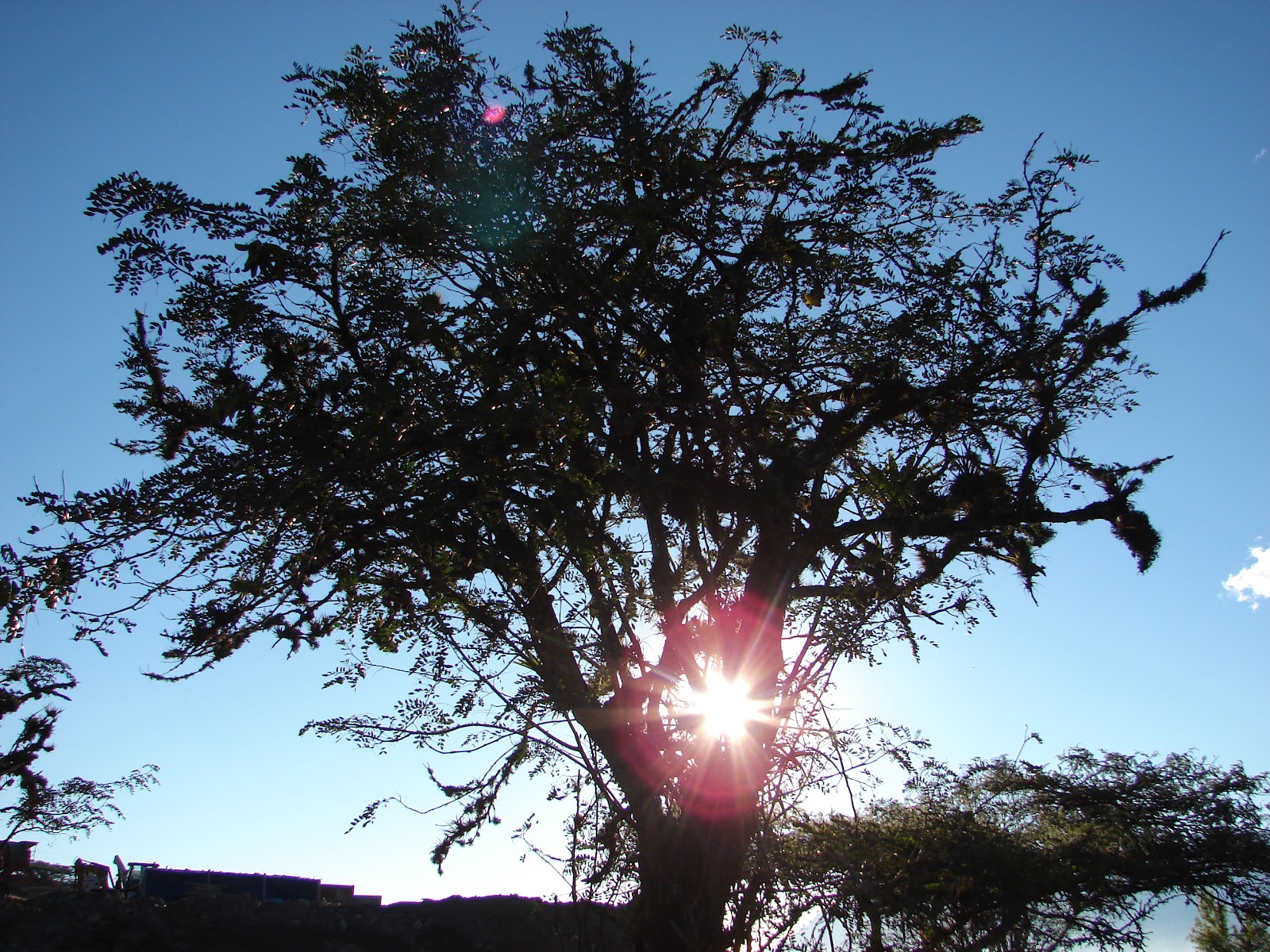Llama para el mundo: Árbol de Taya
