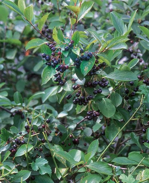 Originea fructelor de Aronia | Fructe Aronia