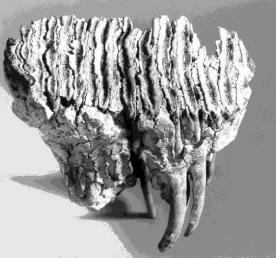 Mammoth Tales: The Teeth of Giants