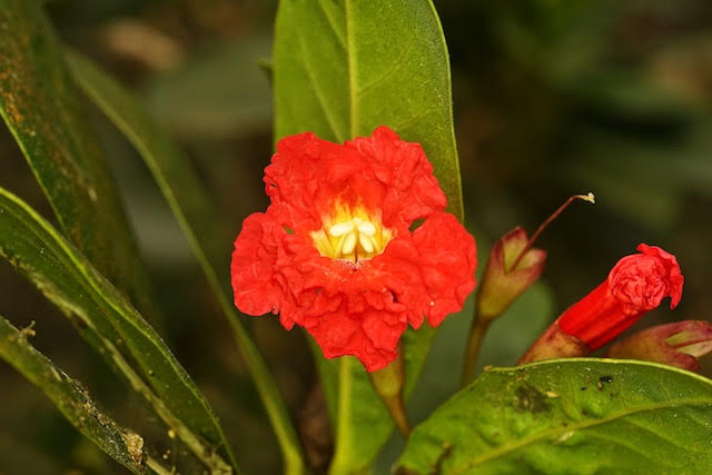 Flora de Puerto Rico Ilustrada Papo Vives: Bignoniaceae Tabebuia ...