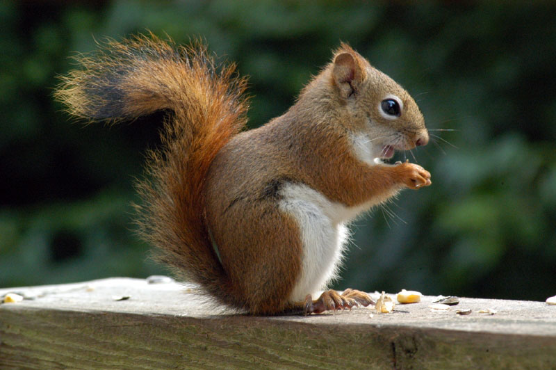 Animal Squirrel Free Wallpapers - My Style