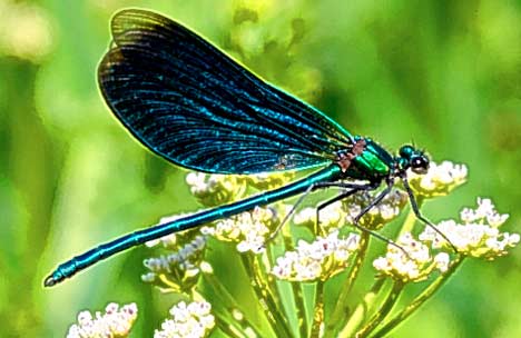 Amazing Dragonfly Insect - Dragonfly Facts, Images, Information ...