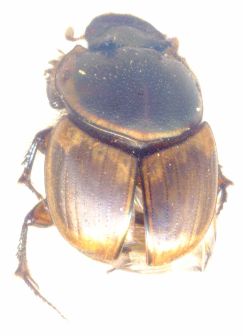 虫頭: ガゼラエンマコガネ（Digitonthophagus gazella）Gazelle Scarab