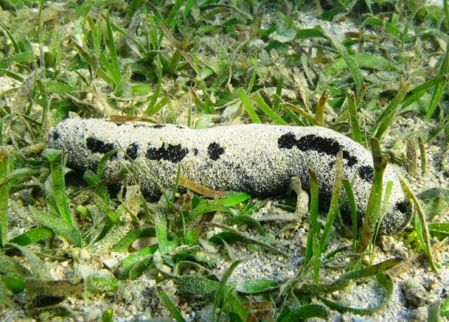 perbanyakan holothuria atra: BARU 2015. perbanyakan holothuria atra ...