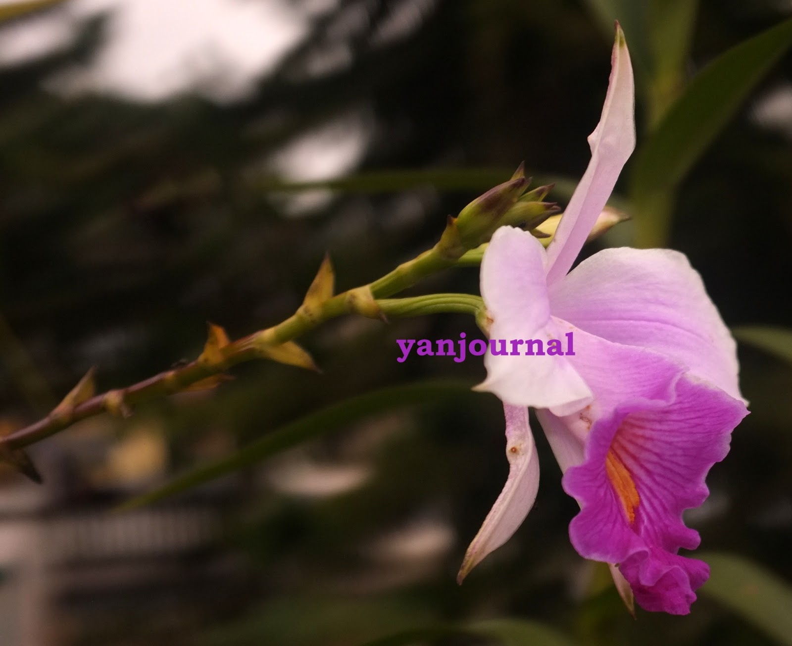 Yan's Family, Frens, Travel, And Food Journal: Indahnya bunga - bunga ...