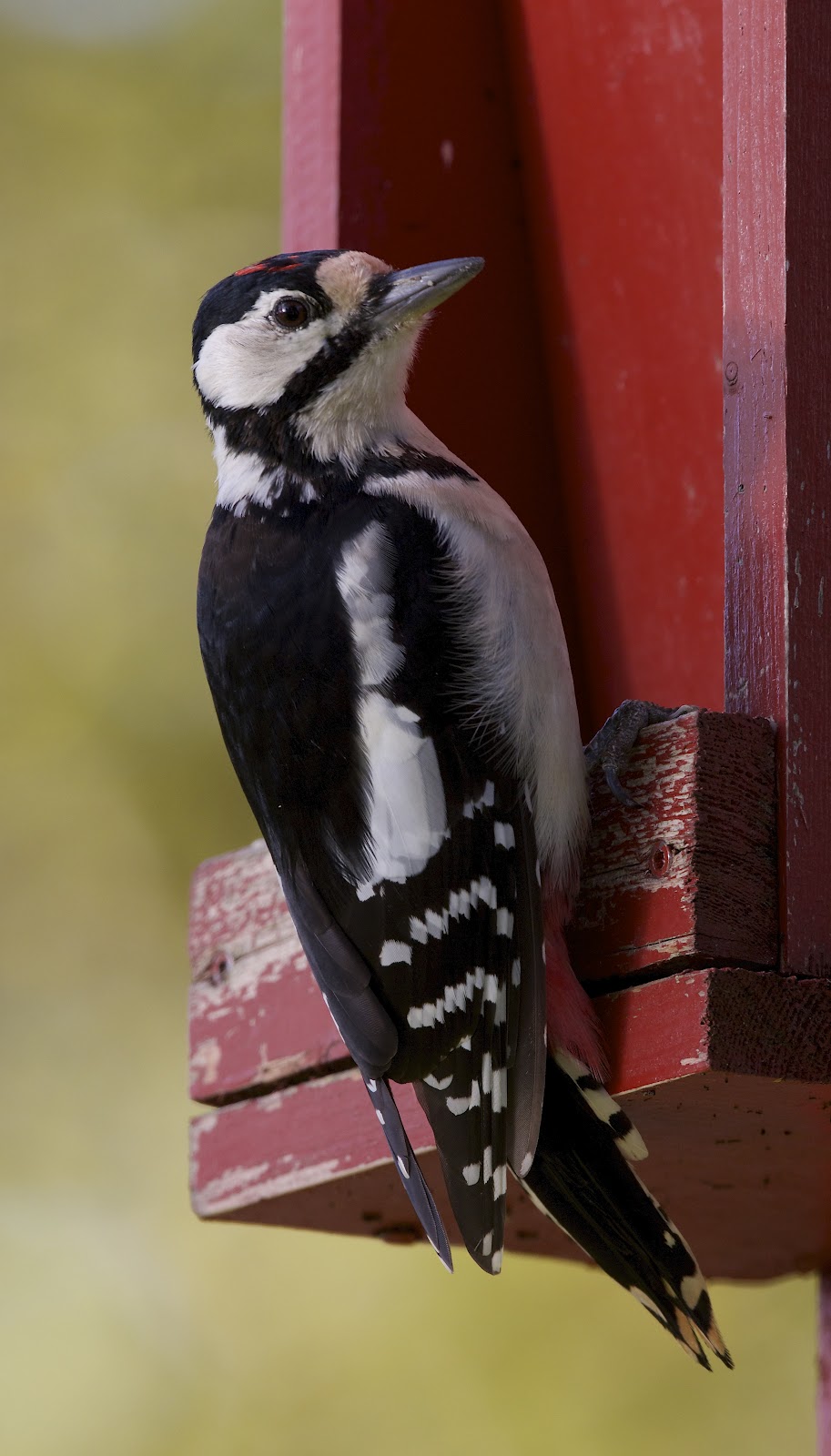 Naturfoto Einar Hugnes: Bjørkefink på foringa