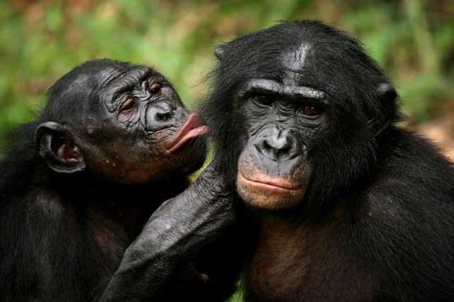 Hewan Terlihat Polos Ternyata Kanibal Pemakan Sesama - Berita Aneh dan ...