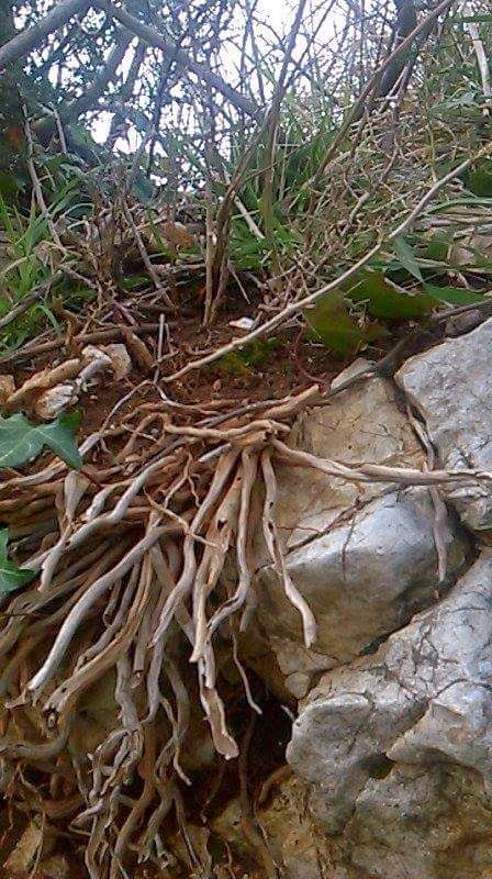 Divlja šparoga: Korijen šparoge