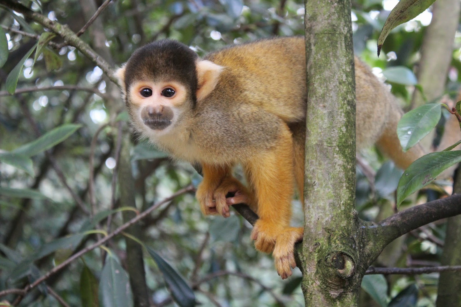 London Zoo with Inez | A Certain Adventure